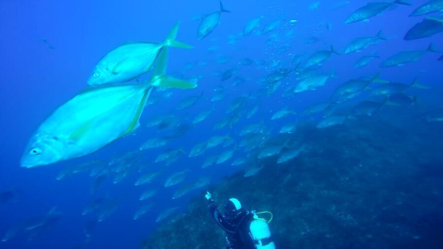 São Jorge: Scuba Diving - 2 Dives (Half Day) - Why This Tour Is Worth Considering