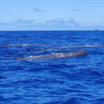 São Miguel, Azores: Whale and Dolphin Watching Tour - Authentic Experiences and Testimonials