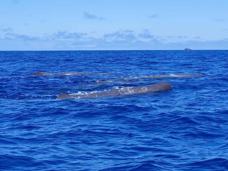 São Miguel, Azores: Whale and Dolphin Watching Tour - Authentic Experiences and Testimonials