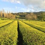 São Miguel Island: Full Day All-in-One Tour - Why This Tour Works Well