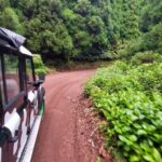 São Miguel Island: Full Day Furnas and Furnas Lake Tour - Visiting the Gorreana Tea Factory