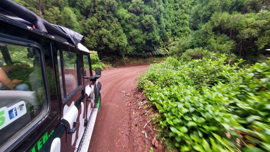 São Miguel Island: Full Day Furnas and Furnas Lake Tour - Visiting the Gorreana Tea Factory