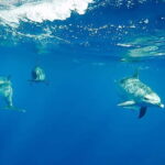 São Miguel: Swim with Wild Dolphins in the Open Ocean - Detailed Breakdown of Each Part of the Itinerary