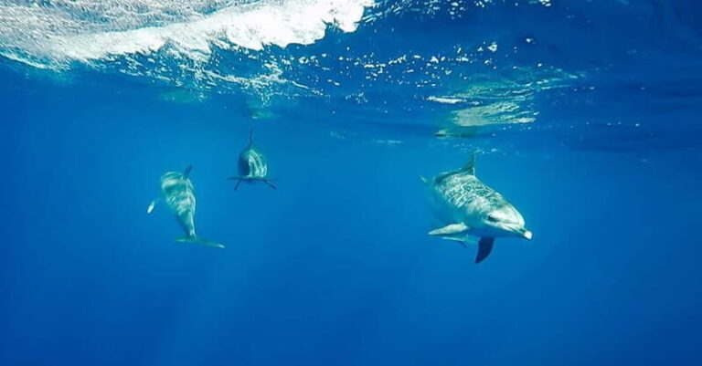 São Miguel: Swim with Wild Dolphins in the Open Ocean - Detailed Breakdown of Each Part of the Itinerary