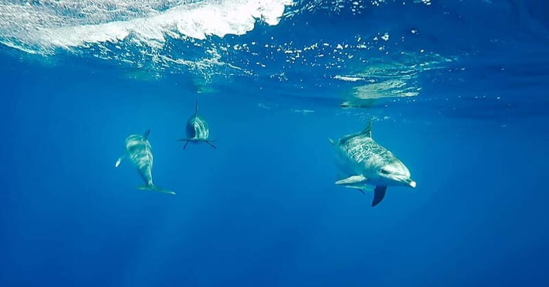 São Miguel: Swim with Wild Dolphins in the Open Ocean - Detailed Breakdown of Each Part of the Itinerary