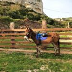 Sassari: hiking with donkeys in Cargeghe and aperitif - Why This Tour Is a Great Choice