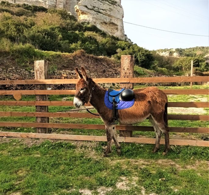 Sassari: hiking with donkeys in Cargeghe and aperitif - Why This Tour Is a Great Choice