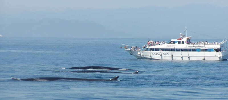 Savona: Pelagos Sanctuary Guided Cetacean Watching Tour - The Pros and Cons: Practical Considerations