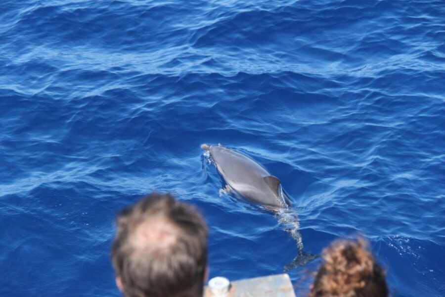 Savona: Pelagos Sanctuary Wildlife Cruise with Guide - Who Should Consider This Tour?