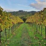 Scandicci: Bellavista Wine Tasting Experience - Who Will Love This Tour?
