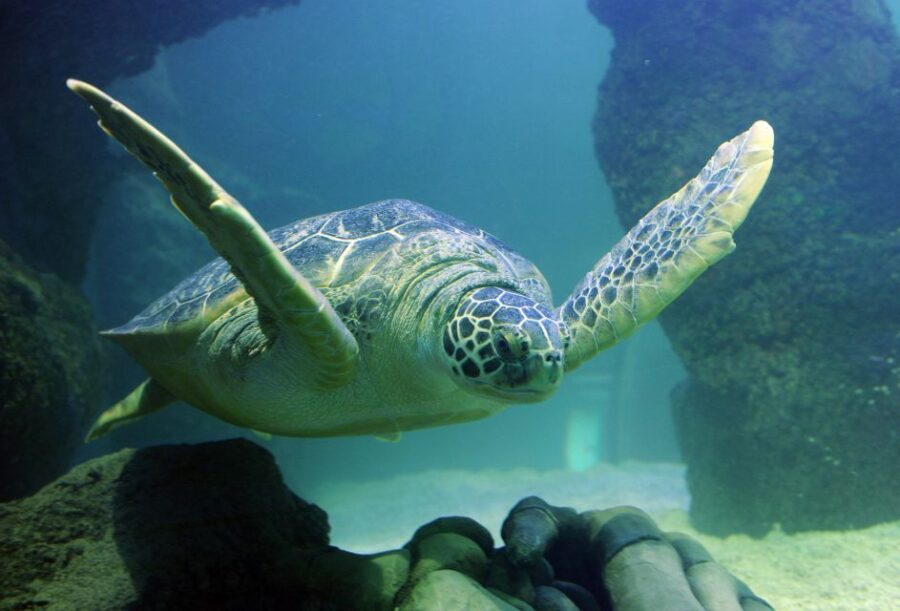 Scheveningen, The Hague: Sea Life Entry Ticket - Final Thoughts