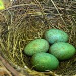 Scoprire la Vera Tintilia del Molise, Autentico ed Eccellenso - Authenticity and Family Passion