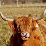 Scotland Lochs & Glens Day Tour - The Reviewers’ Perspectives
