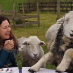 Scotland: Relaxation Retreat with Naughty Sheep - What to Expect on the Day