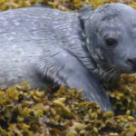Scottish Highlands: Isle of Skye Glass-Bottom Boat Tour - A Deep Dive into the Experience