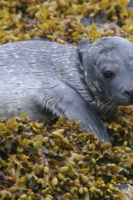 Scottish Highlands: Isle of Skye Glass-Bottom Boat Tour - A Deep Dive into the Experience