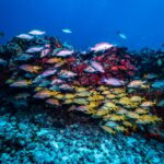 Scuba diving for beginners in crystal clear sea of Halkidiki - What You Can Expect: A Detailed Look at the Itinerary