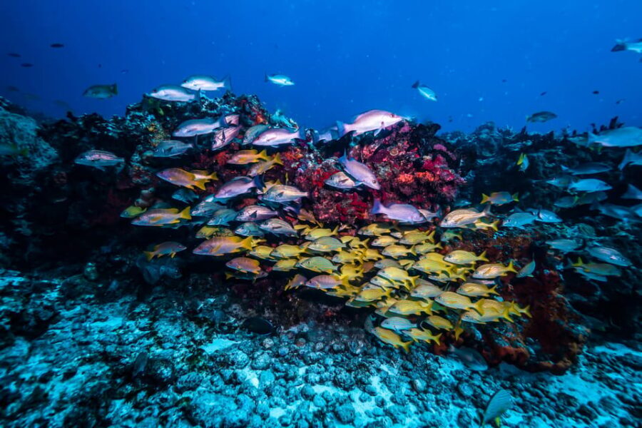 Scuba diving for beginners in crystal clear sea of Halkidiki - What You Can Expect: A Detailed Look at the Itinerary