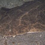 Scuba Night Dive on Tenerife - Why This Tour Delivers Value