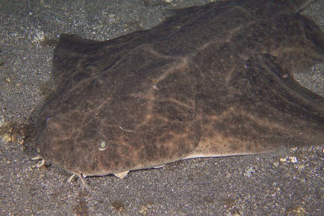 Scuba Night Dive on Tenerife - Why This Tour Delivers Value