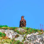 Sea Eagle Sunset Cruise - Analyzing the Value