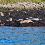Sea kayaking Killiney beach to Dalkey Island with Pictures - The Rich History of Dalkey Island