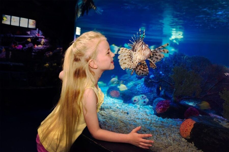 SEA LIFE Great Yarmouth - An accessible adventure into ocean life