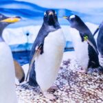 SEA LIFE London & DreamWorks Shrek's Adventure: Combo Ticket - Exploring SEA LIFE London: A Dive into Marine Wonder