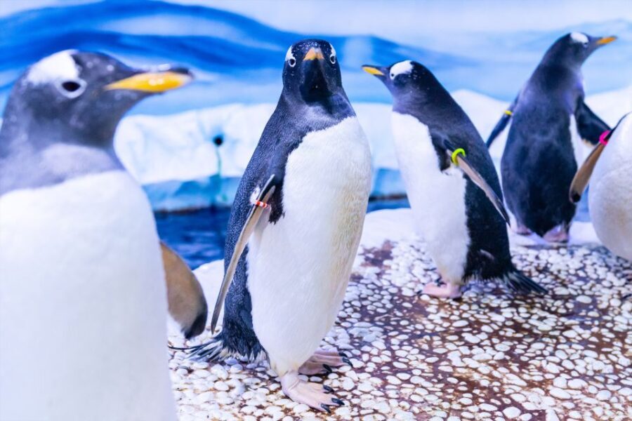 SEA LIFE London & DreamWorks Shrek's Adventure: Combo Ticket - Exploring SEA LIFE London: A Dive into Marine Wonder