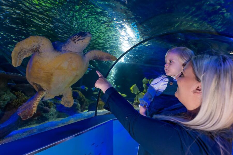 Sea Life Scarborough - Analyzing the Value