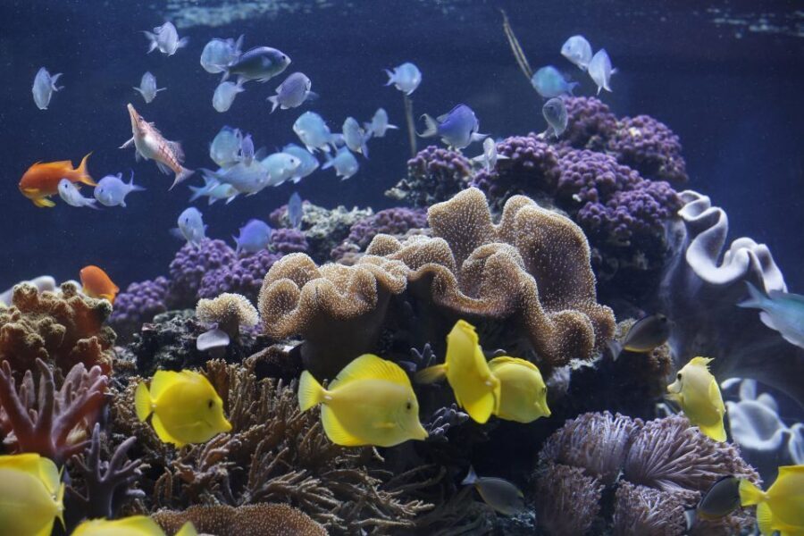 Sea Life Speyer Ticket - Why the Reviews Speak Volumes