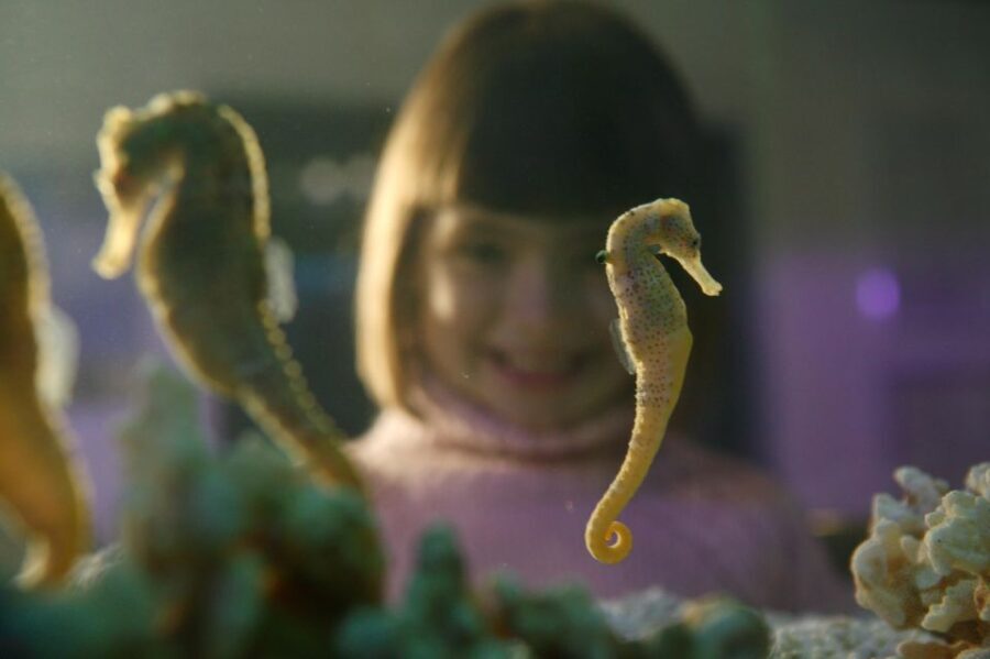 SEA LIFE Timmendorfer Strand Ticket - What Visitors Say: Authentic Perspectives