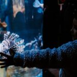 Sea Life Weymouth Admission Ticket - Why It’s Worth Visiting