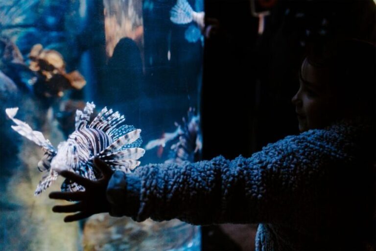 Sea Life Weymouth Admission Ticket - Why It’s Worth Visiting