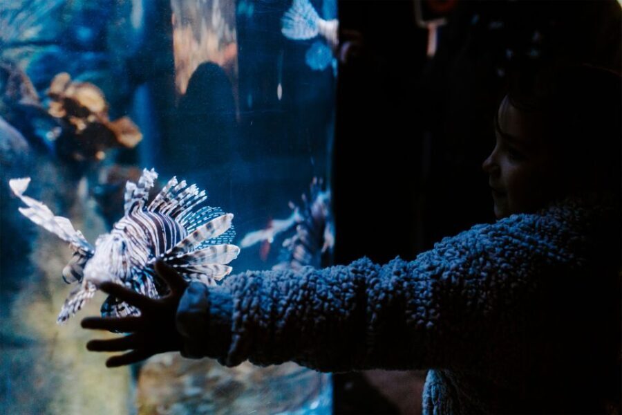 Sea Life Weymouth Admission Ticket - Why It’s Worth Visiting