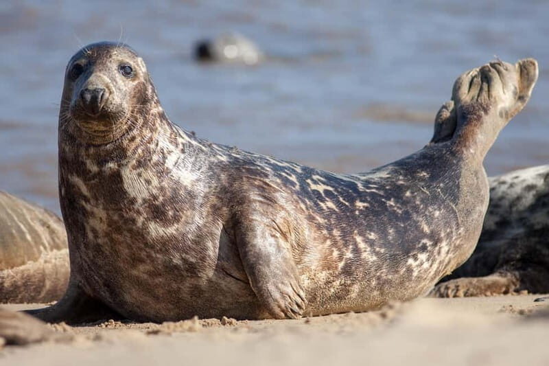Seahouses: Seabird and Seal Cruise of the Farne Islands - FAQ