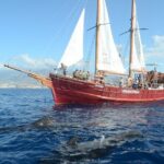 Sealife Dolphin & Whale Watching aboard Portuguese schooner - The Experience: Authentic, Relaxed, and Fun