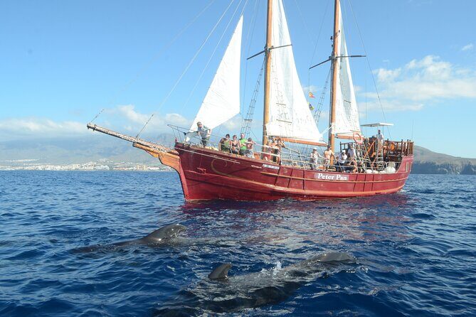 Sealife Dolphin & Whale Watching aboard Portuguese schooner - The Experience: Authentic, Relaxed, and Fun