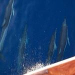 Semipriv FishingTour on Kaiki Paros/Naousa or Private sunset tour - Authenticity and Value
