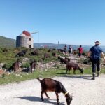Serra dos Candeeiros : Shepherd for a morning - Who Will Love This Tour?