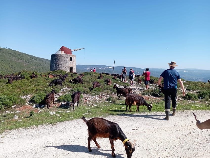 Serra dos Candeeiros : Shepherd for a morning - Who Will Love This Tour?