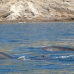 Sesimbra: Arrábida Dolphin Watching Boat Tour with Biologist - Authentic Feedback from Travelers