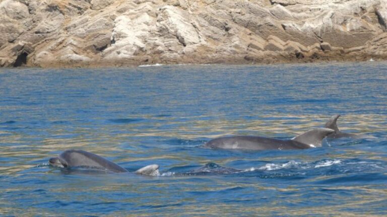 Sesimbra: Arrábida Dolphin Watching Boat Tour with Biologist - Authentic Feedback from Travelers