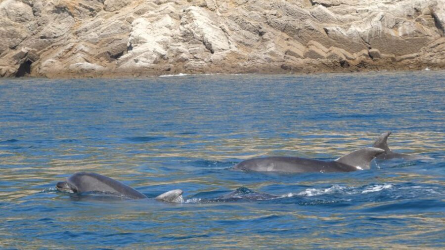 Sesimbra: Arrábida Dolphin Watching Boat Tour with Biologist - Authentic Feedback from Travelers