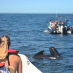Sesimbra: Dolphin and Whales Watching with Biologist Guide - The Guides & Reviews