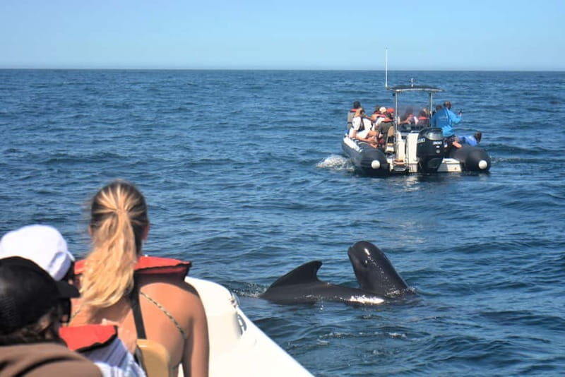 Sesimbra: Dolphin and Whales Watching with Biologist Guide - The Guides & Reviews