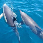 Sesimbra: Dolphin Watching Boat Trip - The Experience of Watching Dolphins in the Wild