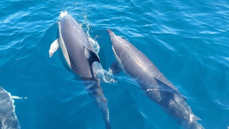 Sesimbra: Dolphin Watching Boat Trip - The Experience of Watching Dolphins in the Wild