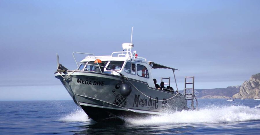 Sesimbra: Dolphin Watching with a marine biologist - An Authentic Dolphin Encounter in Sesimbra