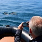 Sesimbra: Dolphin watching with marine biologist - What Makes This Tour Stand Out?